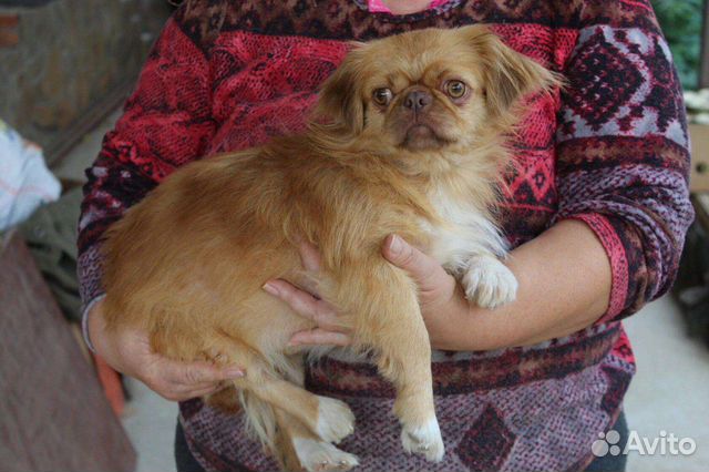 Собачка в добрые руки