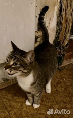 Кошка в добрые руки