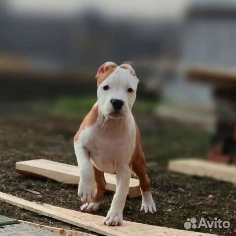 Стафф терьер щенки в питомнике