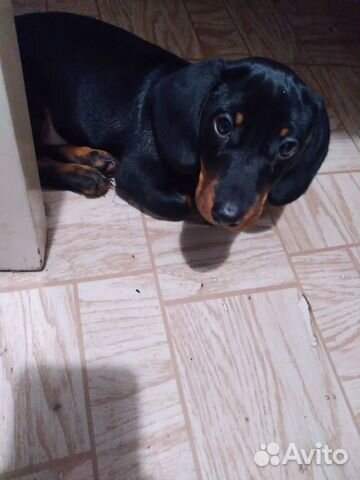 Такса в добрые руки