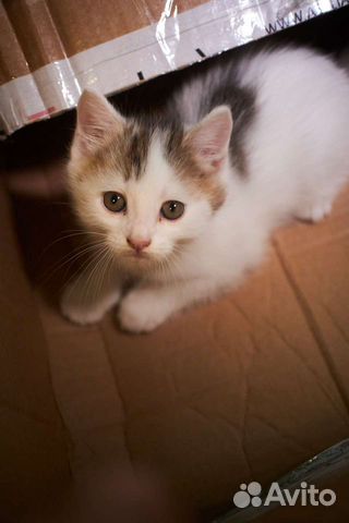 Кошка