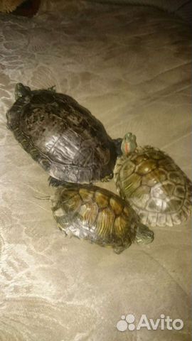 Отдам бесплатно черепашки в добрые руки