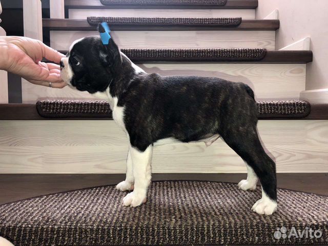 Малыш бостончик