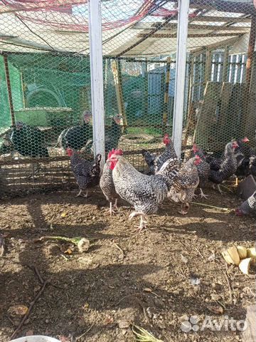 Куры петухи