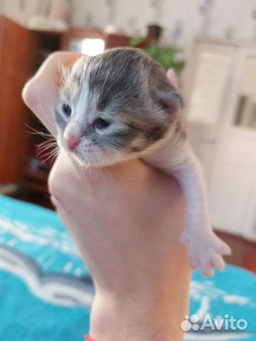 Котята,отдам в самые добрые руки