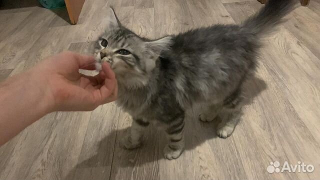 Отдадим Котенка, ему 4 месяца