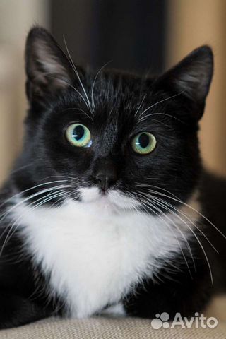 Котенок Марсик 5 мес