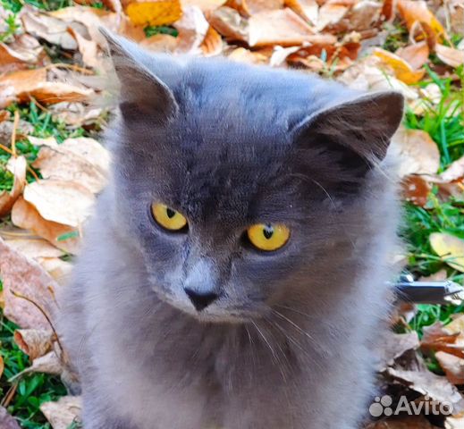 Котенок