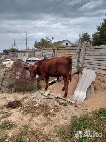 Телята бычки