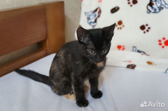 Котята
