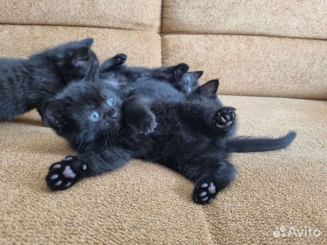 Шотландская прямоухая кошка