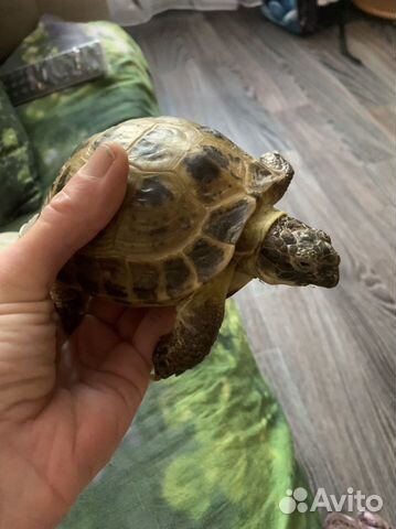 Черепаха сухопутная