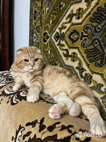 Шотландский вислоухий кот