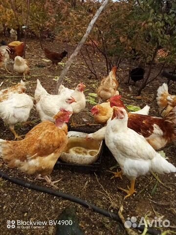 Продаются куры
