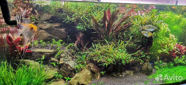 Бликса японская растение аквариумное