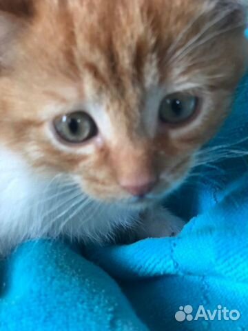 Рыженький с белыми лапками котёнок