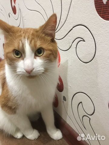 Рыжий кот