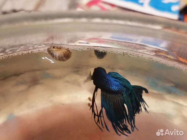 Рыба петушок самец