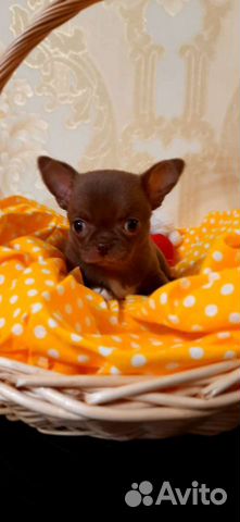 Девчулька красотулька