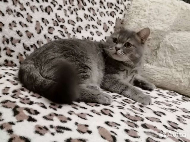 Котик Байрон (Бося)