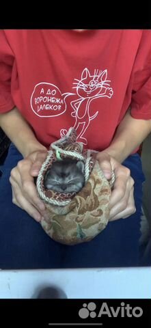 Котенок девочка 2 мес здорова