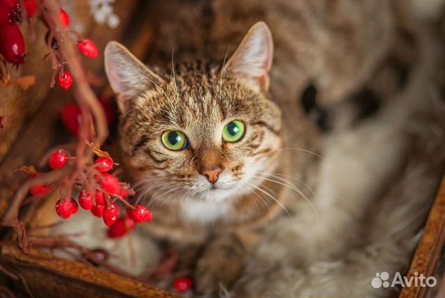Кот Дункан в добрые руки