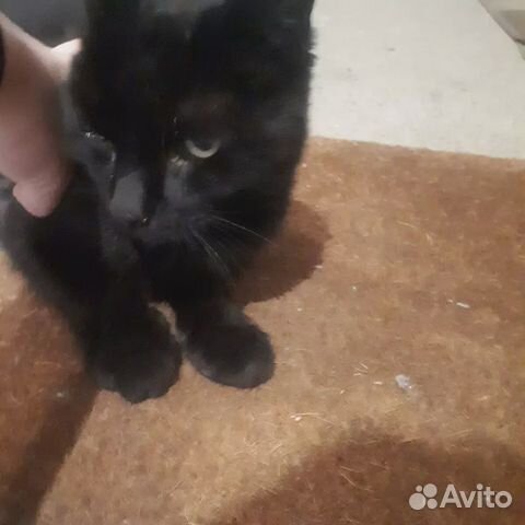 Кот кастрированный хорошие руки