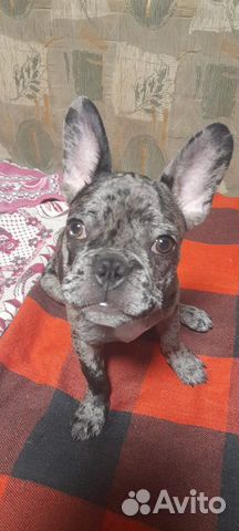 Французский бульдог