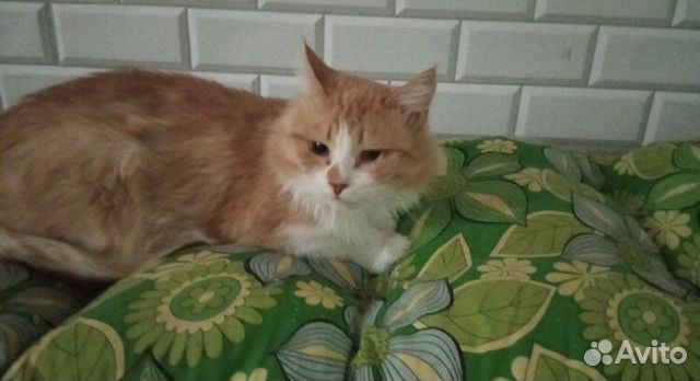 Рыжий Томас