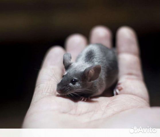 Мыши декоративные и кормовые