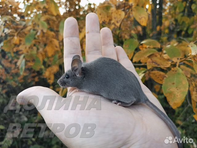 Декоративные мышата для любви и ласки