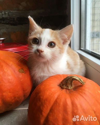 Персик,2м ищет дом