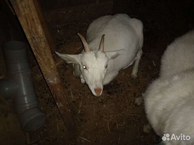 Коза и козел