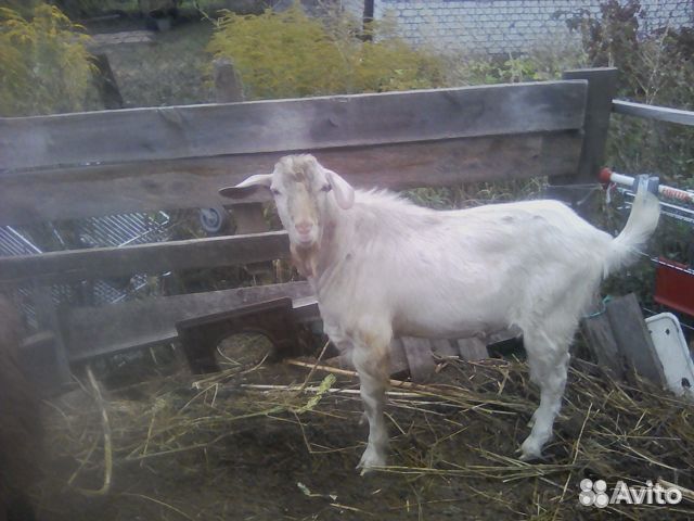 Козел зано-нубийский для вязки или продам, коза