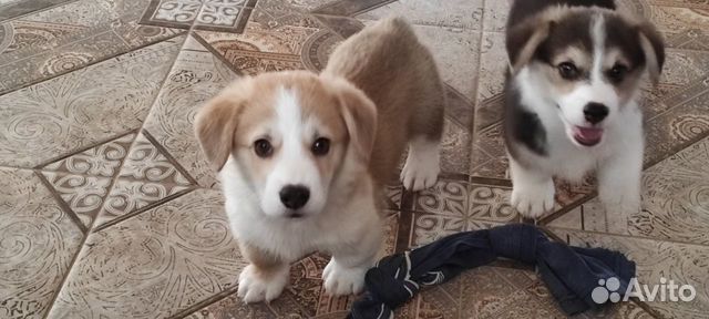 Детки корги