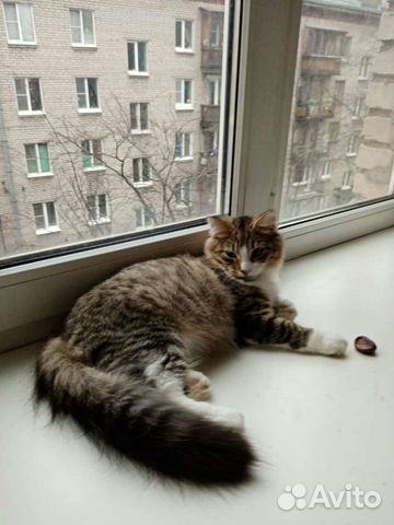 Кошка
