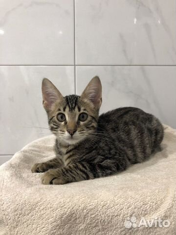 Бенгальские котята