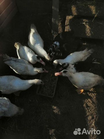 Индоутка мускусная утка