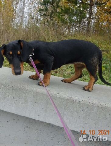 Щенок таксы