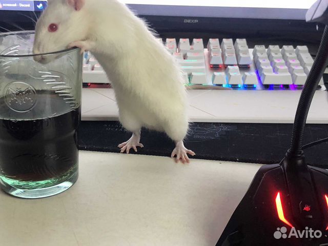 Белые крысы