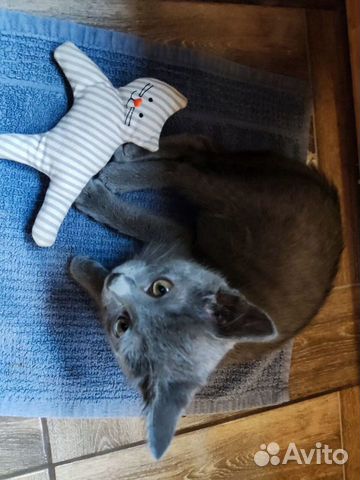Котенок в добрые руки
