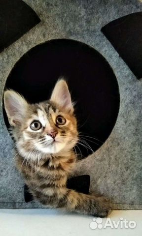 Котенок по имени Клёпа, 3 месяца