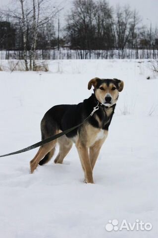 Собака в добрые руки