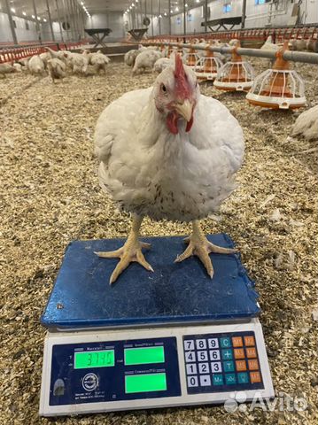 Молодые бройлеры на забой Арск