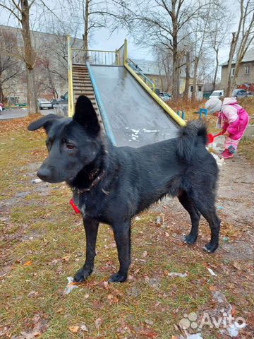 Найдена собака, почти хаски черный красавец