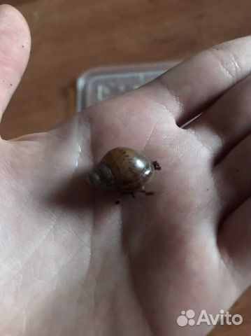 Улитка ахатина