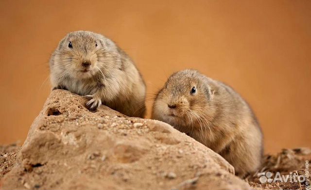 Экзотические животные