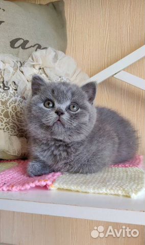 Британская голубая кошечка с прививками