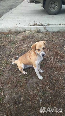 Пёсик молодой