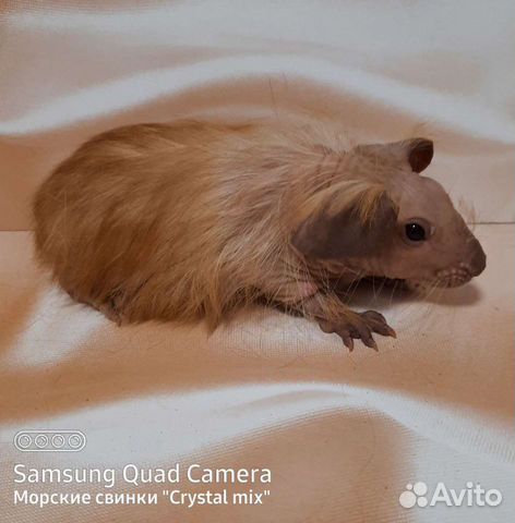 Морская свинка девочка,порода болдуин